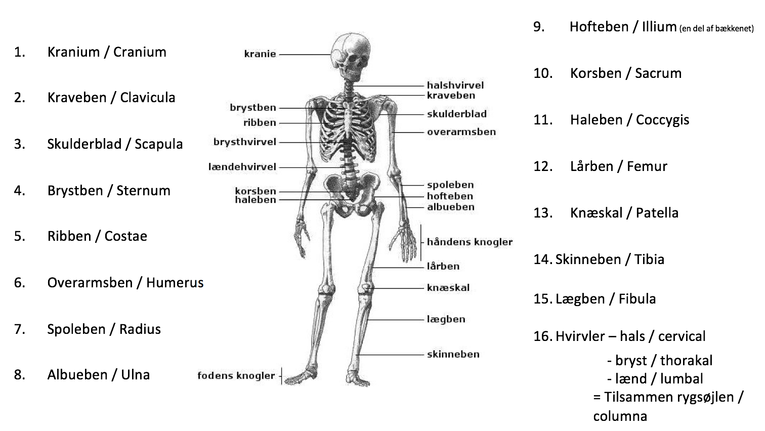 BASAL ANATOMI OG TERMINOLOGI (Bevægelse (Eksempler på bevægelser