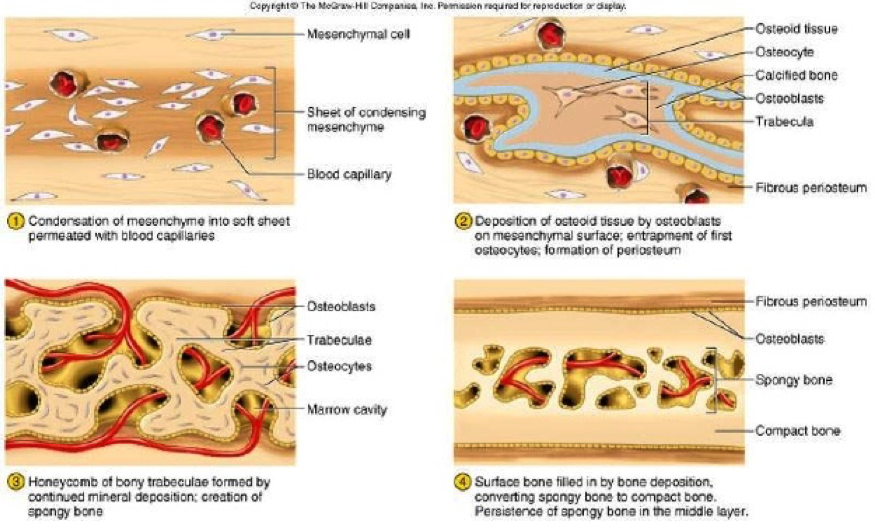 Embryo ( Sperm hit membrane and trigger acrosome to breakdown and release…