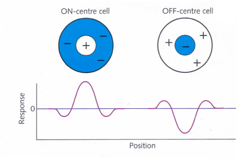 Eye and Retina (Retinal Processing and Output (Ganglion Cells (Non-M non-P…