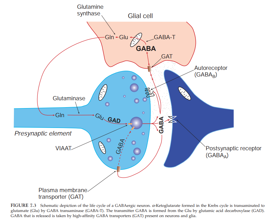GABA uploaded image (receptors (C ( uploaded image), B, A), glucose…