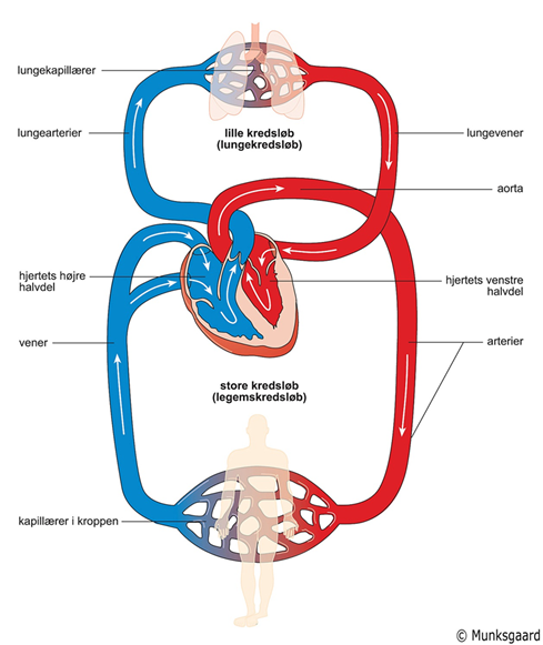 Kredsløbet- Hjertet (Hjertets ledningssystem og impulsudbredelse…