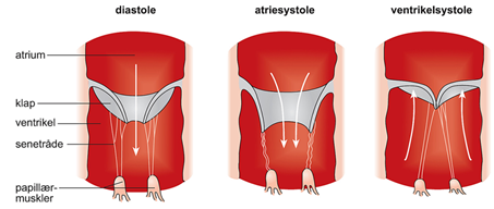 Kredsløbet- Hjertet (Hjertets ledningssystem og impulsudbredelse…