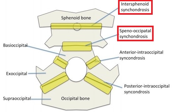 (8) Growth of Facial Skeletal (Slide 56) (Theories of Growth Control…