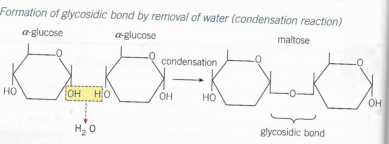 Biological molecules(section 1) (Starch, Glycogen and Cellulose (Glycogen,…