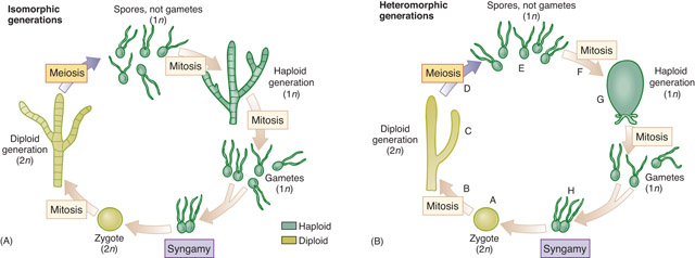Red Algae Characters And Types With Diagram