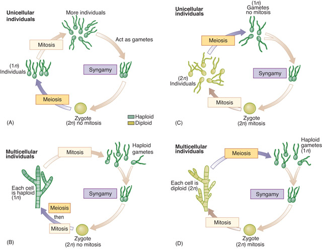 Red Algae Characters And Types With Diagram