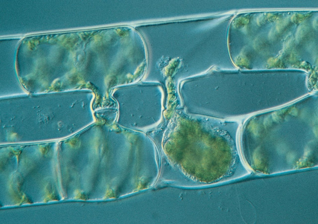 Chapter 19 Algae And The Origin Of Eukaryotic Cells
